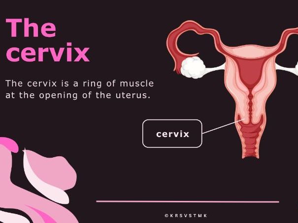 The Female Reproductive System Powerpoint Teaching Resources