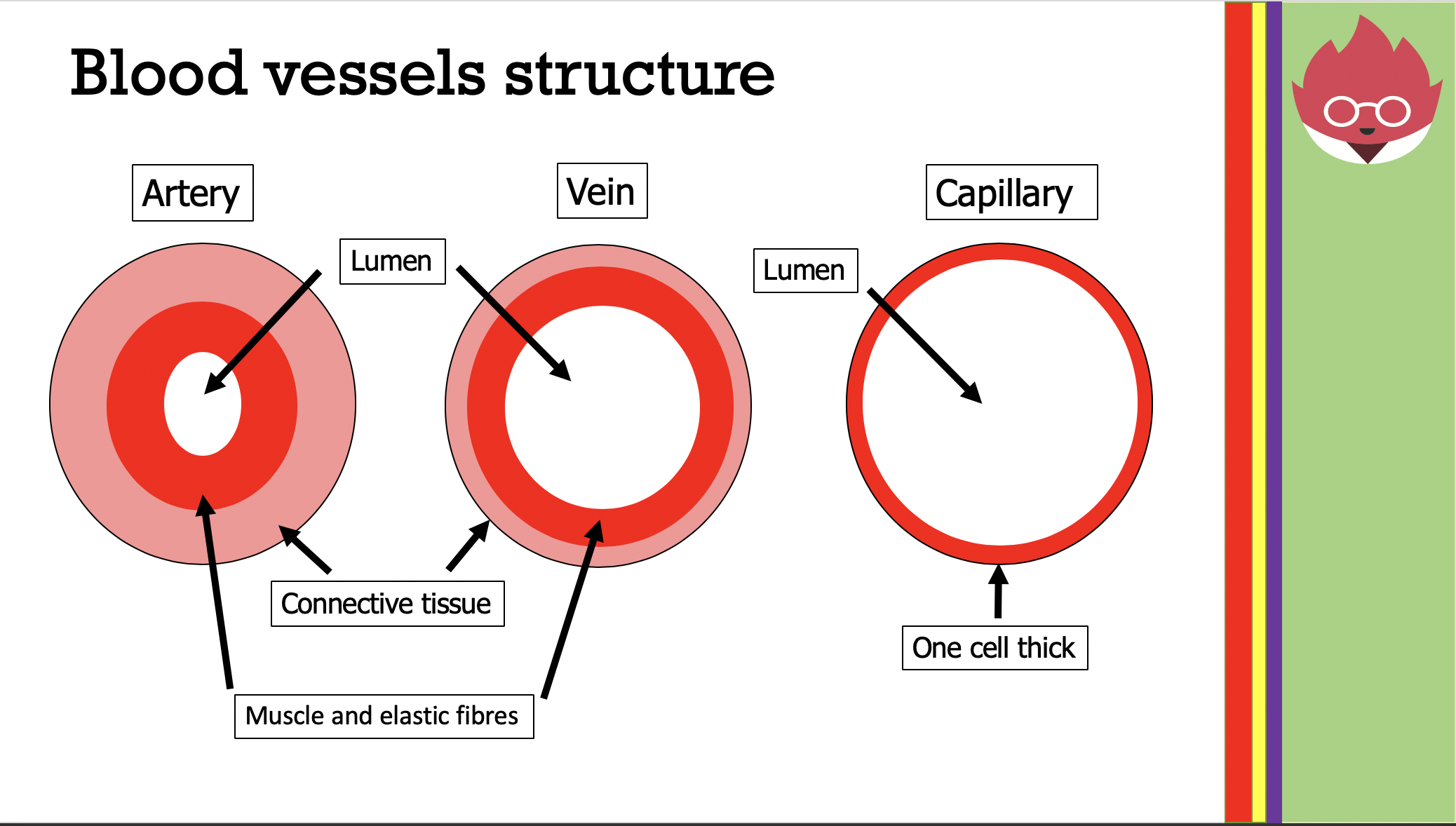 Blood Vessels Cross Section Diagram