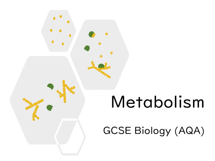 Metabolism And Homeostasis Slides And Worksheet Gcse Biology Aqa