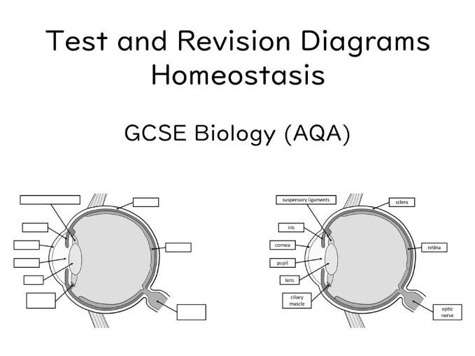 Homeostasis Gcse Biology