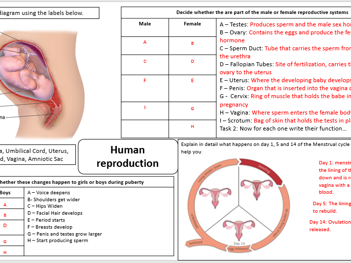 Ks3 Reproduction Revision Mind Map Teaching Resources