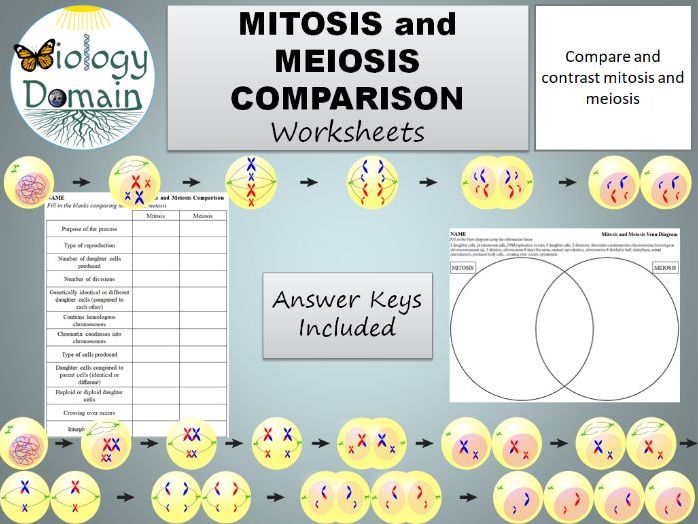 Meiosis Worksheet Answer Key Solved Please Answer Before 3pm Central