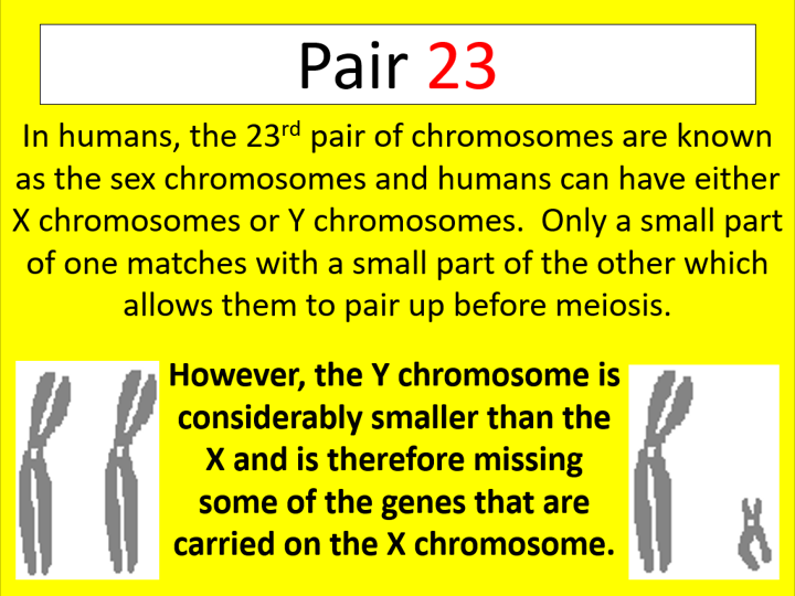 Sex Linkage Cie International A Level Biology Teaching Resources