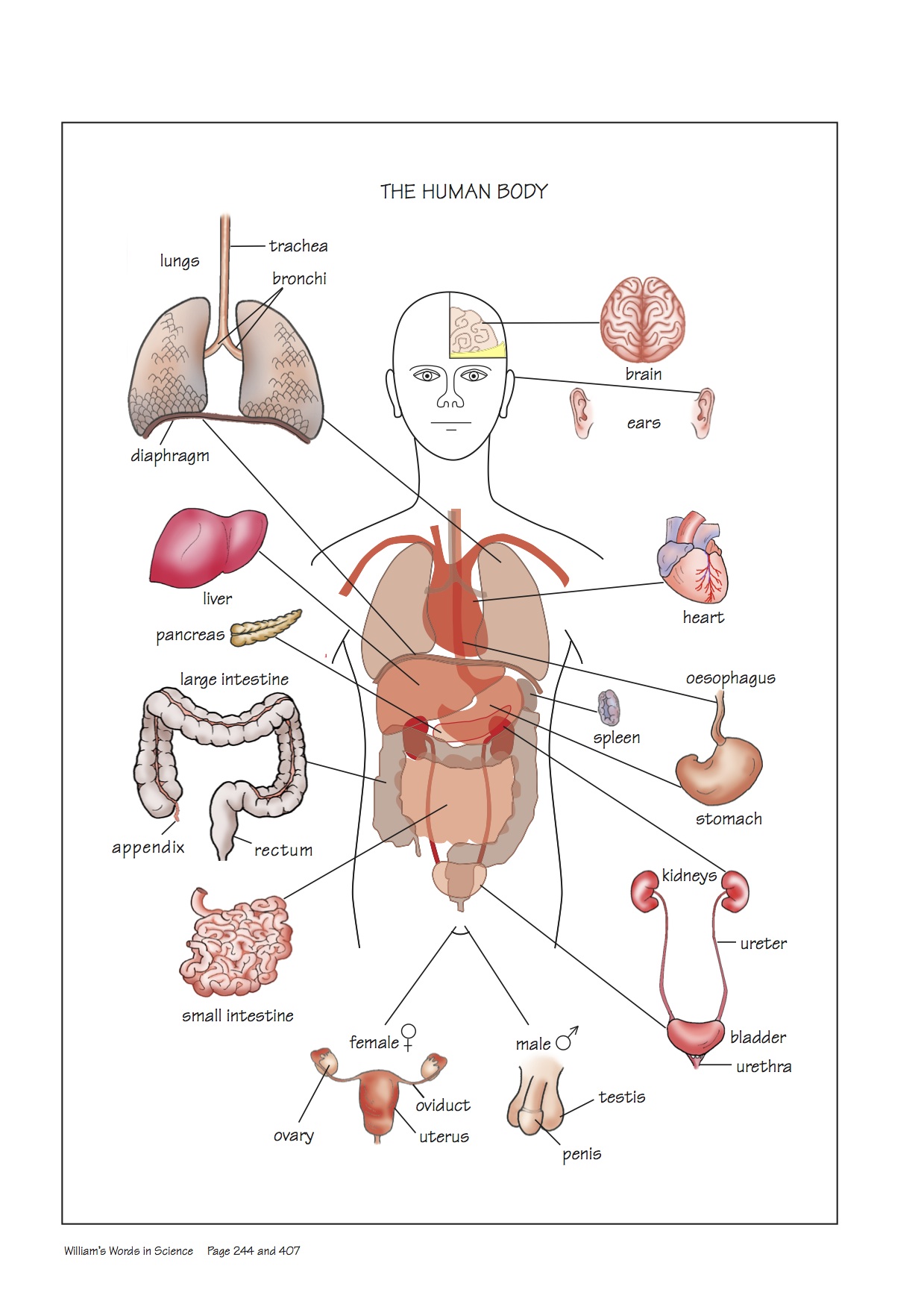 Organs Of The Human Body Teaching Resources