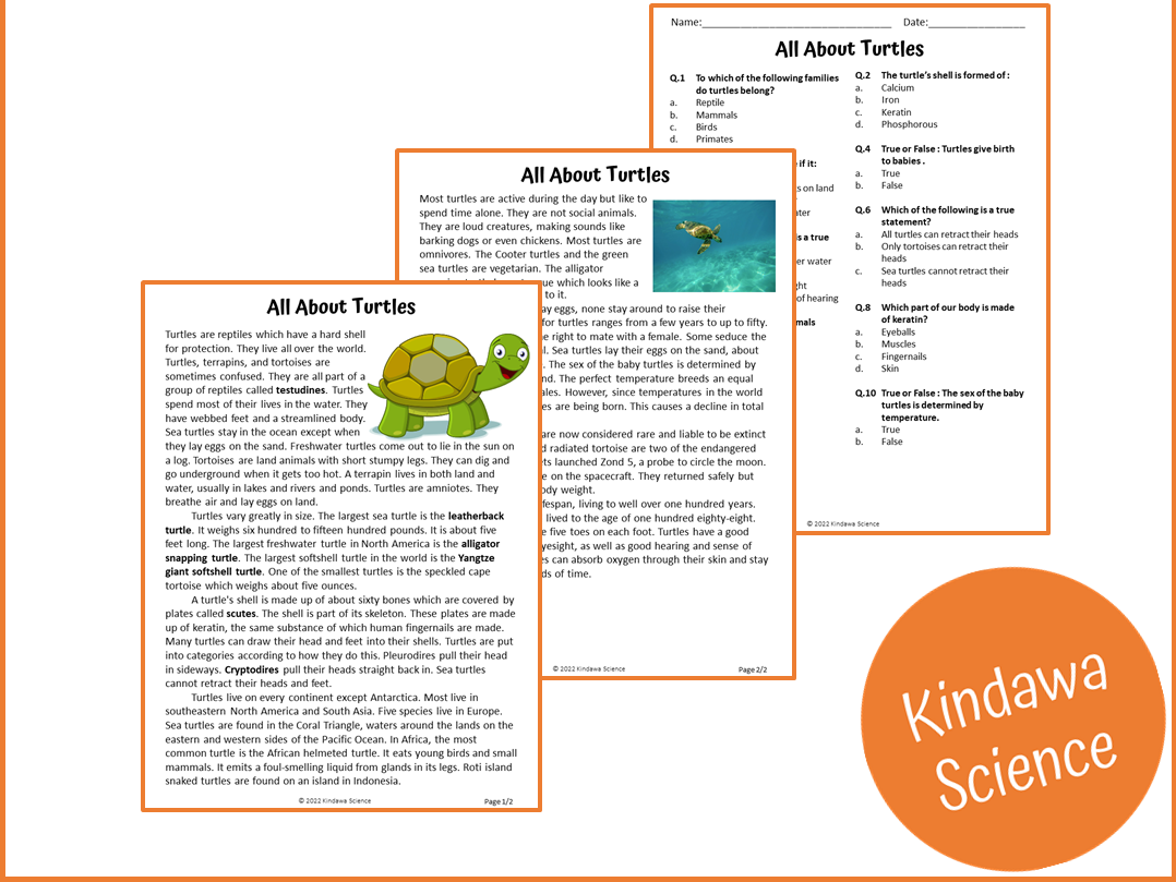 All About Turtles Reading Comprehension Passage And Questions Pdf