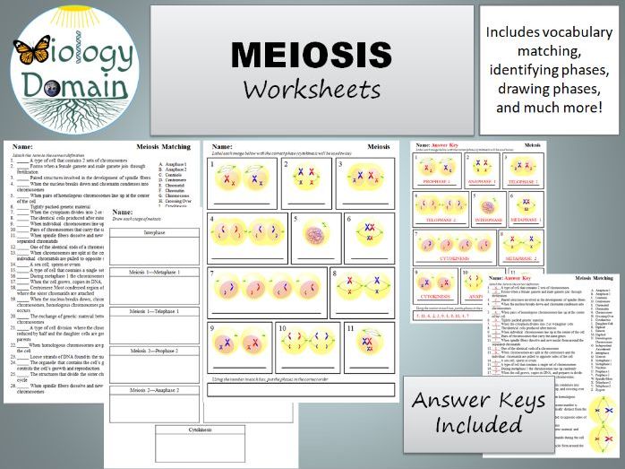 30 Meiosis Worksheet Answer Key Pdf Chrisevangeline