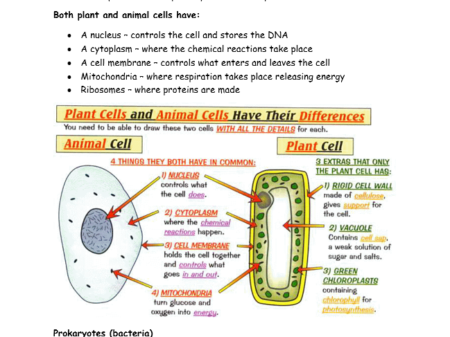 Structure Of An Animal Cell Bbc Bitesize Bbc Bitesize Ks3 Biology