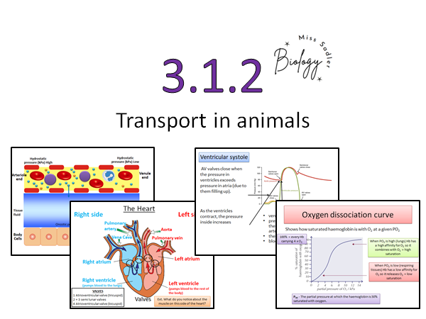 312 Transport In Animals Ocr A Level Biology 10 11 Lessons