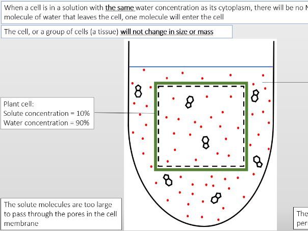 Aqa Gcse Biology Transport Across Membranes Osmosis Teaching Resources