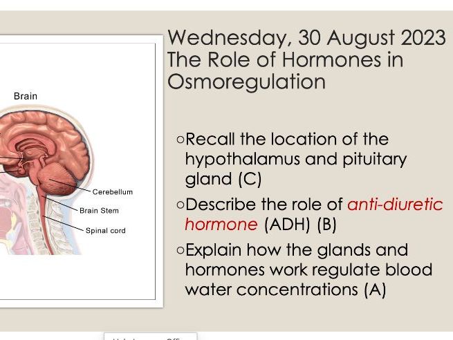 Cie 141 Homeostasis Adh And Osmoregulation Teaching Resources