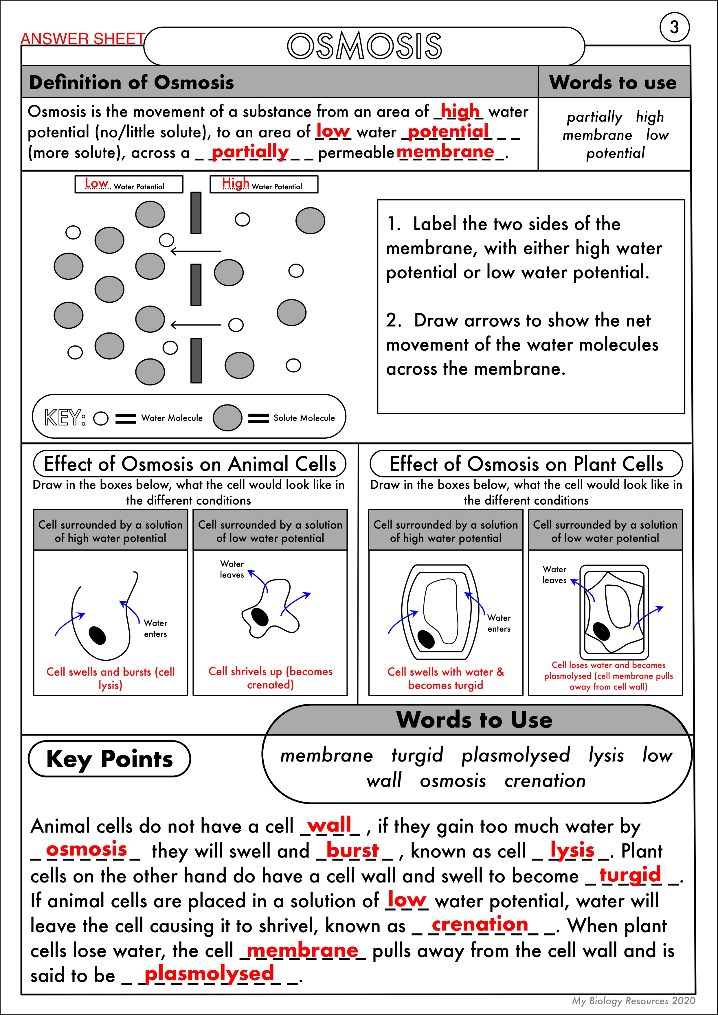 40 Osmosis Worksheet Biology Answers Worksheet Resource