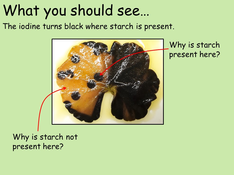 Gcse Testing A Leaf For Starch Teaching Resources