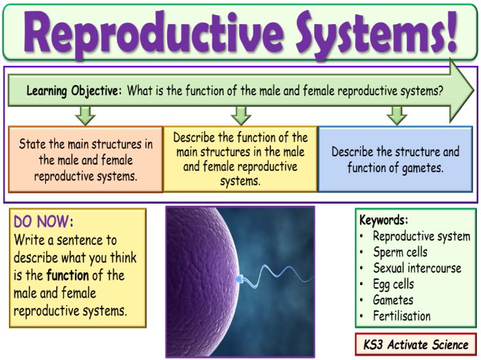 Female Reproductive System Diagram Ks3