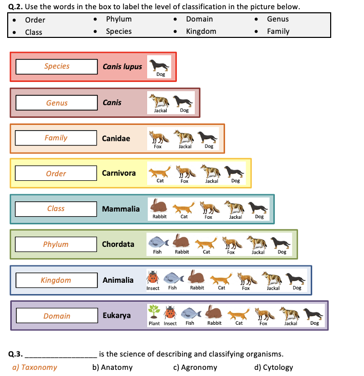 Classification And Taxonomy Worksheet Escolagersonalvesgui My Xxx Hot