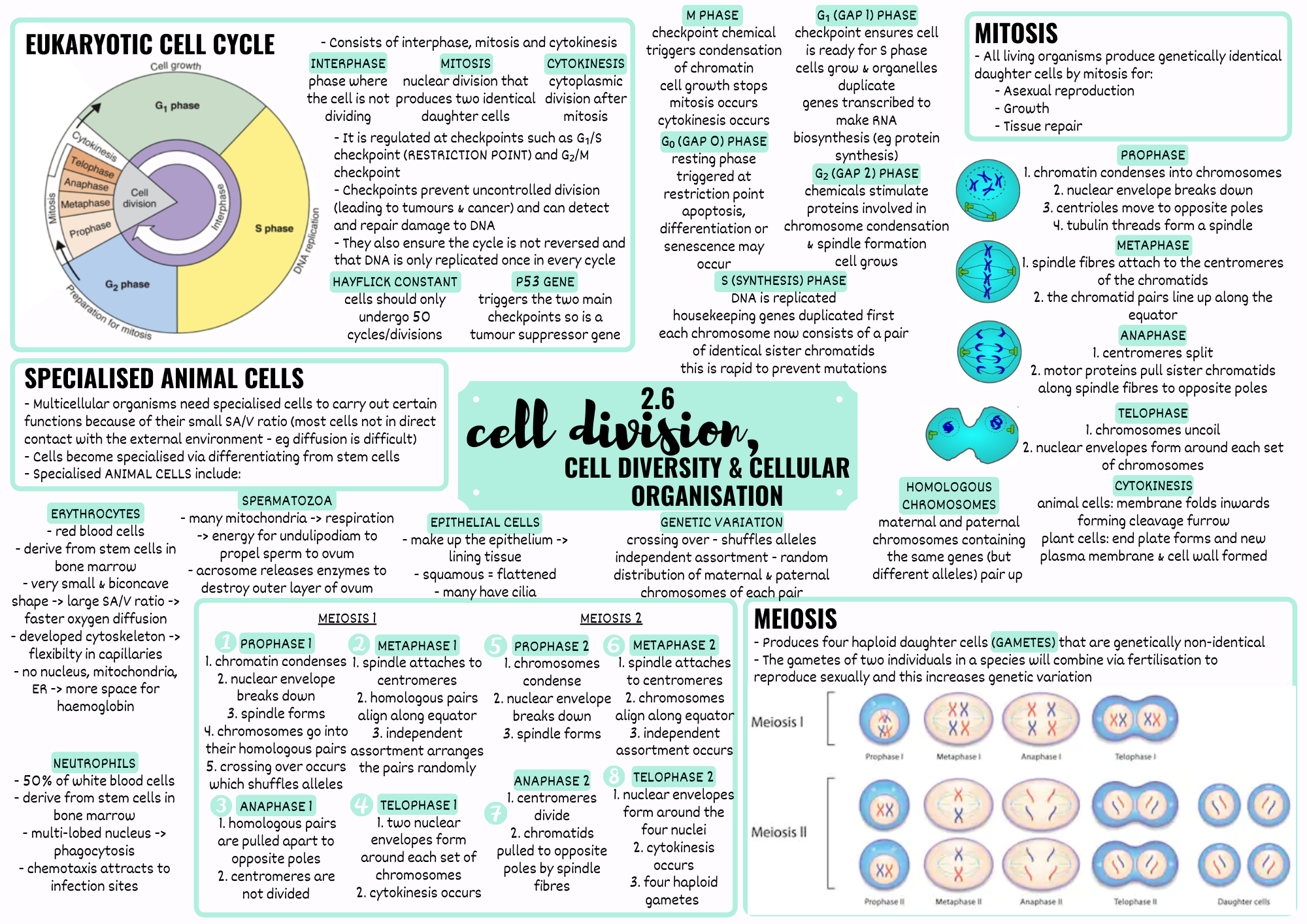 Ocr A Level Biology Cell Division Revision Poster Teaching Resources Images