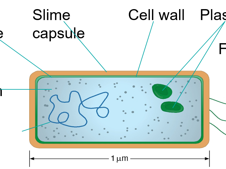 Cells Aqa Bundle Teaching Resources