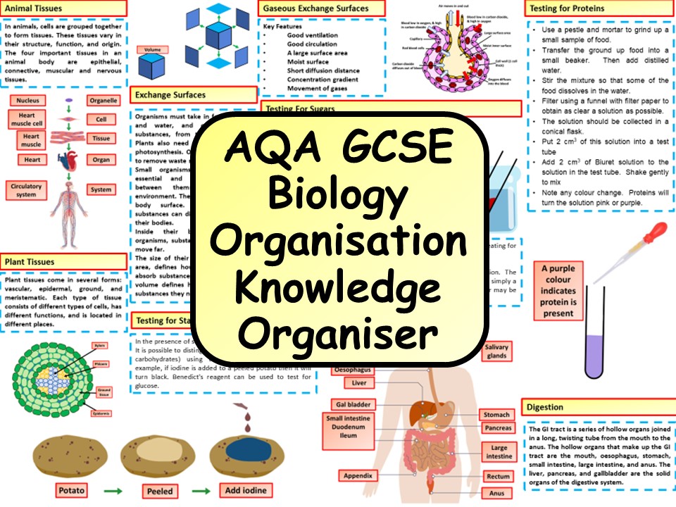 Ks4 Aqa Gcse Biology Science Biological Organisation Revision