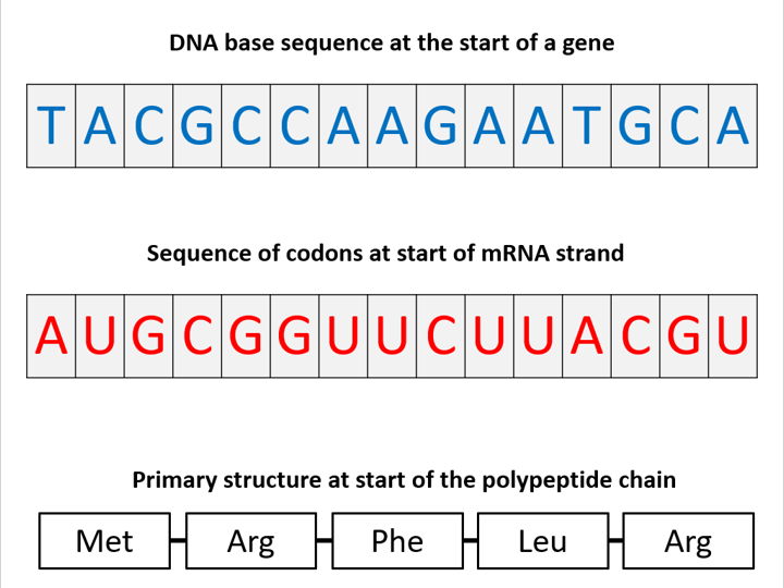 Edexcel Int A Level Biology Topic 2 Membranes Proteins Dna And Gene