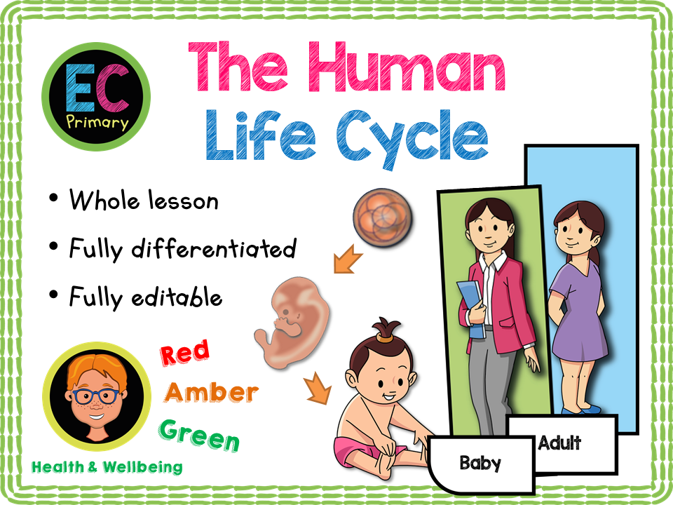 Human Life Cycle Kindergarten