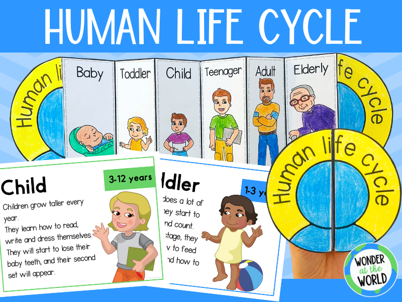 Human Life Cycle Foldable Sequencing Activity And Posters Teaching