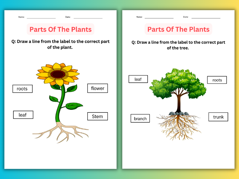 Printable Activities Parts Of A Plant Worksheet For Kindergarten