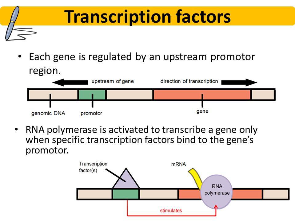 Aqa A Level Biology 38 The Control Of Gene Expression Teaching