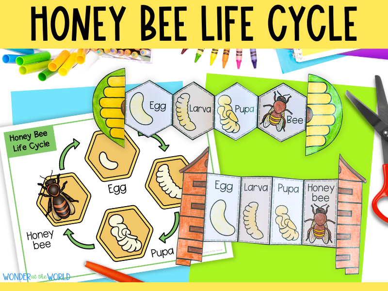 Honey Bee Life Cycle Foldable Science Craft Activity Teaching Resources