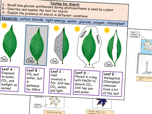 L4 223 Testing The Leaf For Starch Igcse Biology 9 1 Edexcel