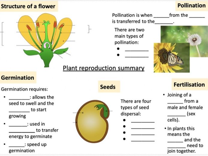 Ks3 Plant Reproduction Summary Poster Activity Teaching Resources