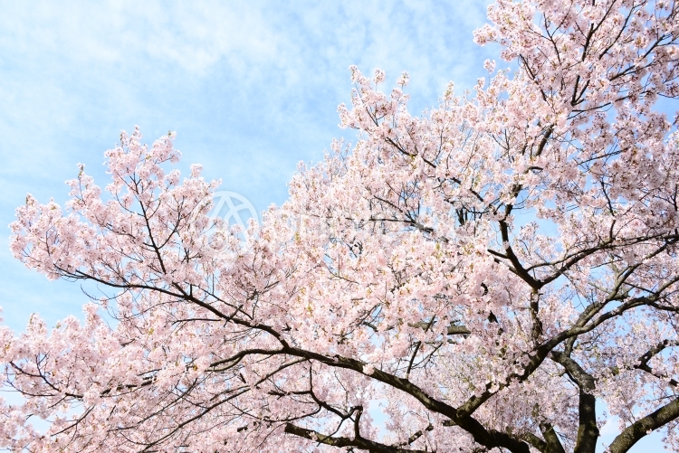 さくら 桜 春色イメ－ジ No 357212｜写真素材なら「写真ac」無料（フリー）ダウンロードok