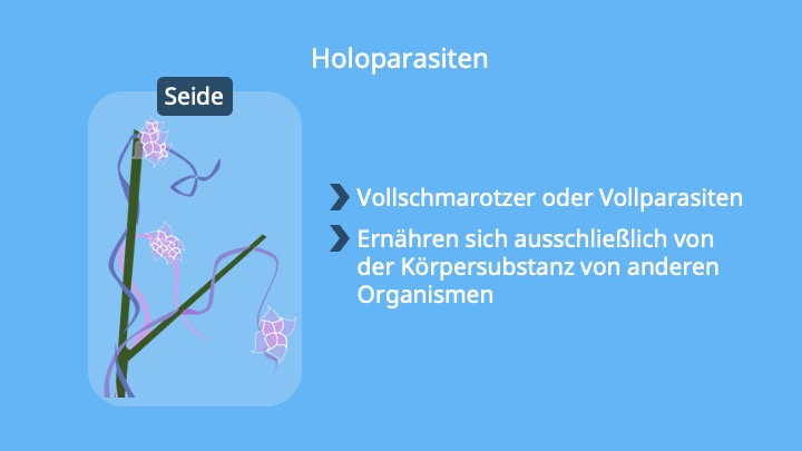 Parasitismus • Definition Beispiele Und Parasiten · Mit Video