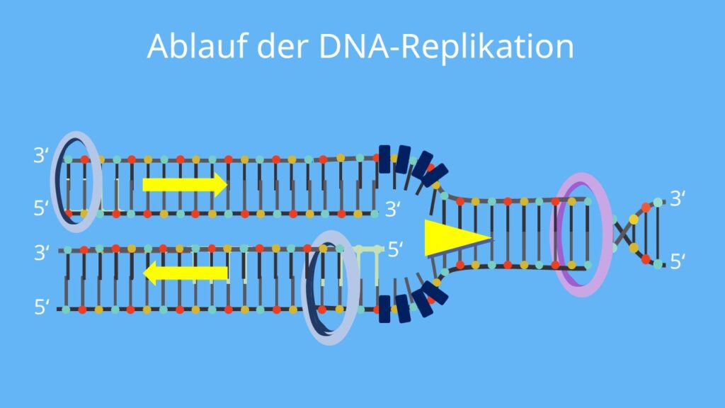 Dna Replikation • Ablauf Enzyme Eukaryoten Und Prokaryoten · Mit Video