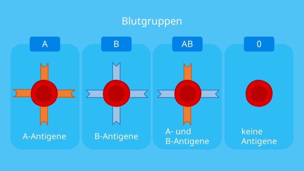 Blutgruppen Vererbung • Einfach Erklärt Ab0 System 2023