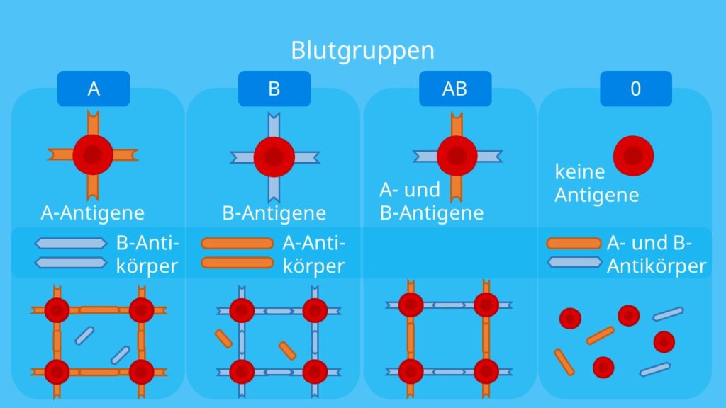 Blutgruppen Vererbung • Einfach Erklärt Ab0 System 2023