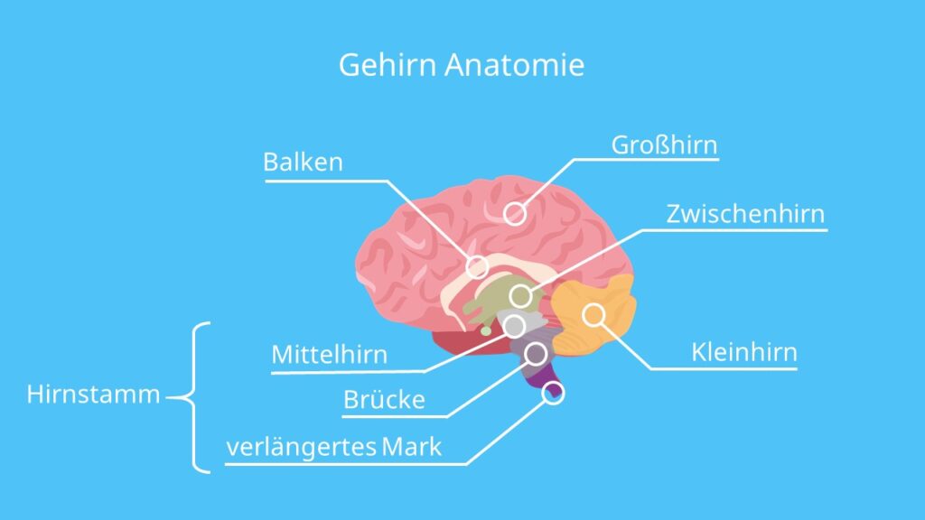 Gehirn • Einfach Erklärt Aufbau Und Funktion · Mit Video