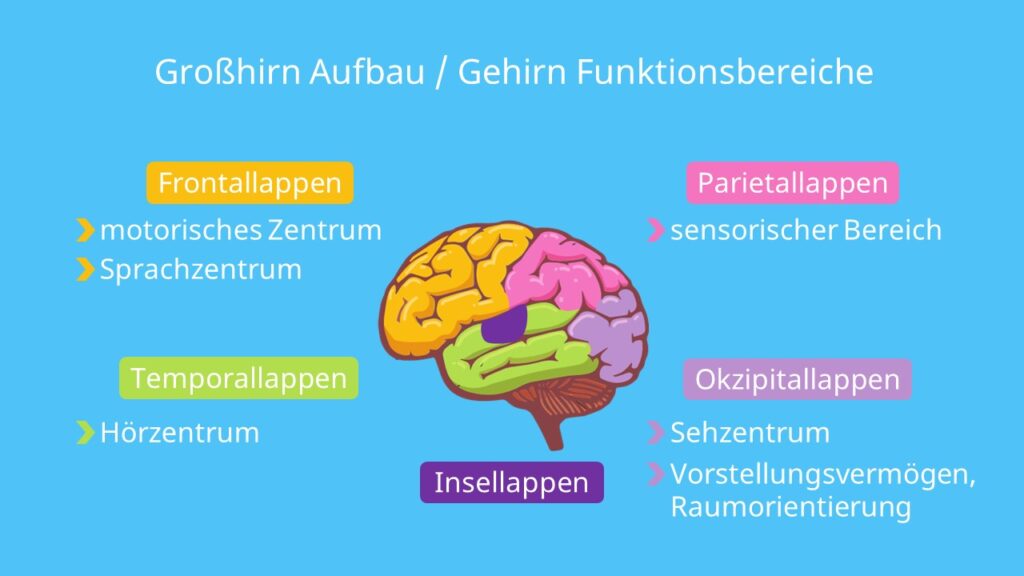 Gehirn • Einfach Erklärt Aufbau Und Funktion 2023