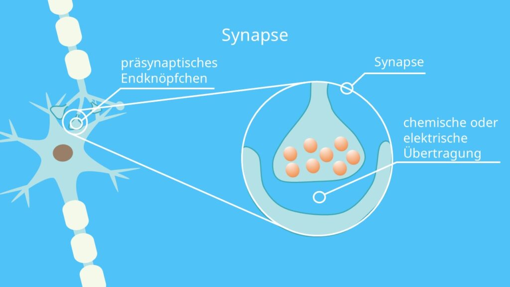 Synapse • Definition Funktion Und Aufbau · Mit Video