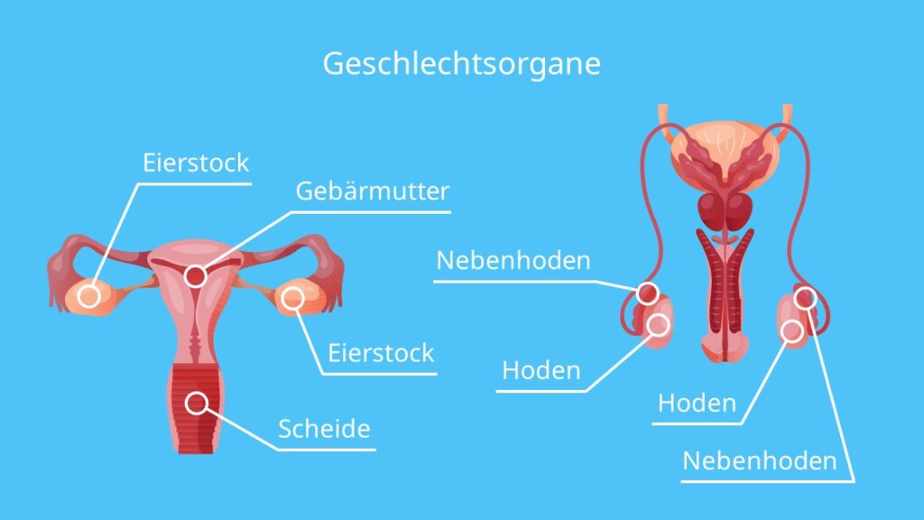 Organe Mensch • äußere Und Innere Organe · Mit Video