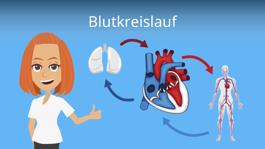 Blut • Aufbau Bestandteile Und Funktion · Mit Video