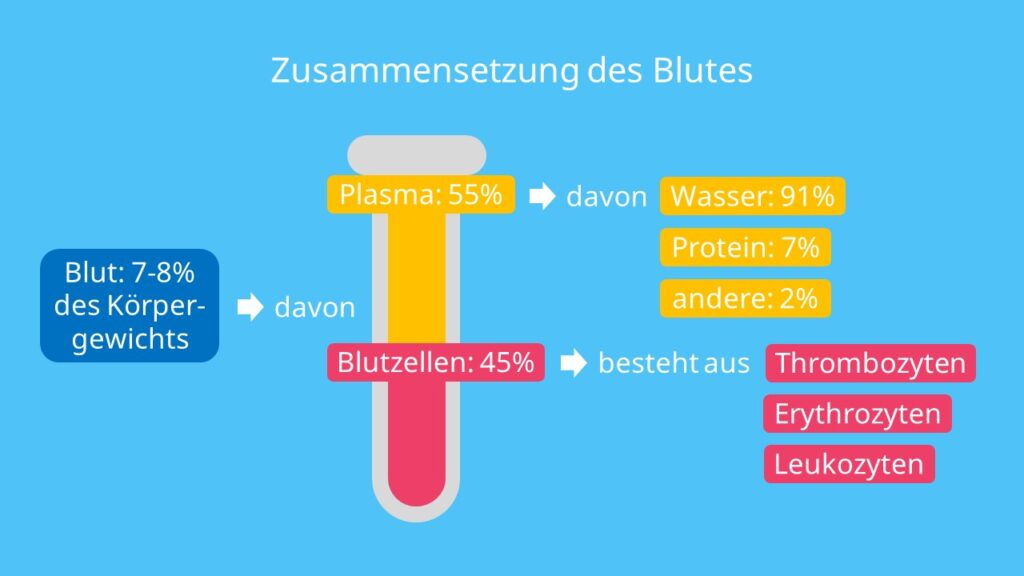 Blut • Aufbau Bestandteile Und Funktion · Mit Video