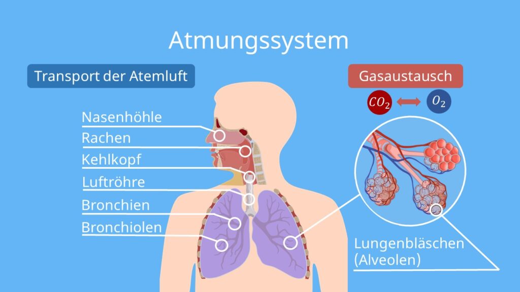 Lungenanatomie Alveolen