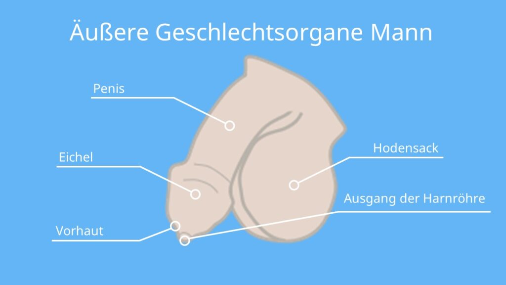 Geschlechtsorgane Mann • Aufbau Funktion Und Beschriftung · Mit Video