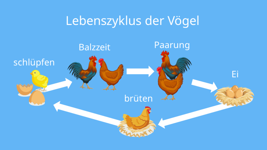 Fortpflanzung Vögel • Balz Paarung Entwicklung Der Vögel · Mit Video