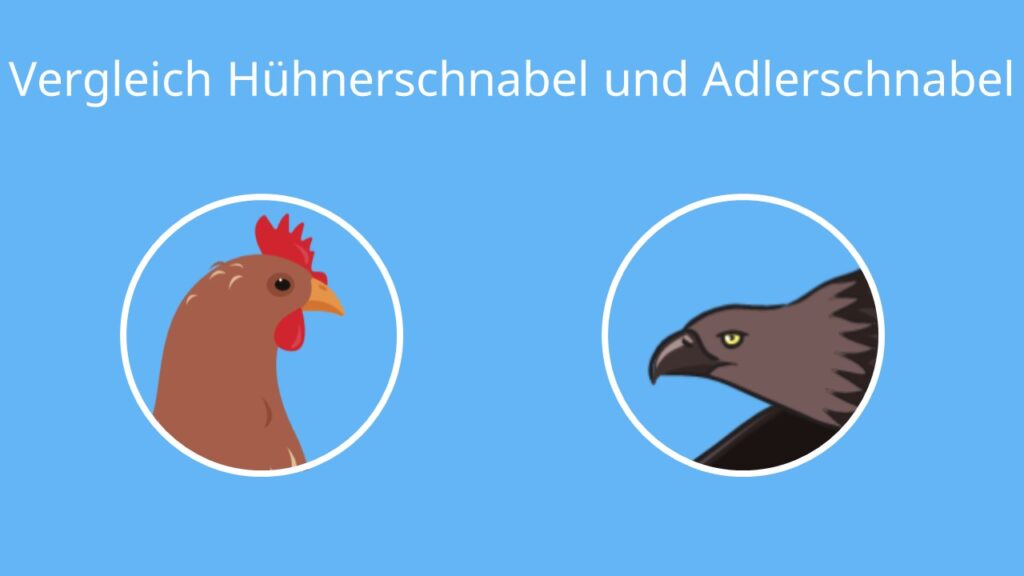 Körperbau Vögel • Innerer Und äußerer Körperbau Von Vögeln · Mit Video