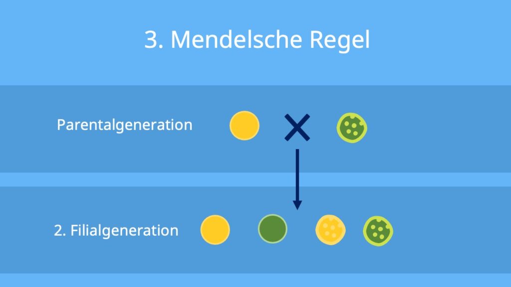 3 Mendelsche Regel Unabhängigkeitsregel • Einfach Erklärt · Mit Video