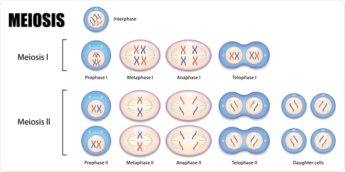 Somatic Cell Diagram