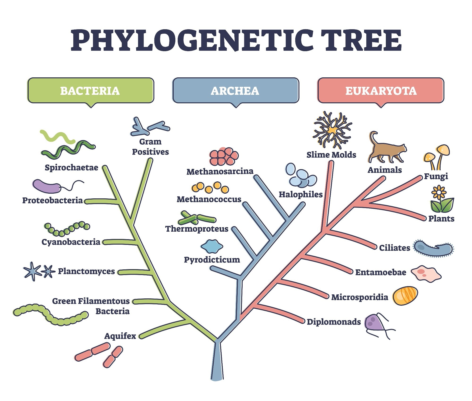 Animal Phylogeny Timeline