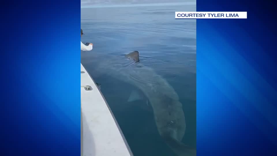 Massive Shark Caught On Camera By Fall River Fisherman