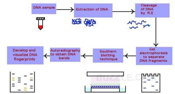 Explain The Steps Involved In Dna Finger Printing Technique