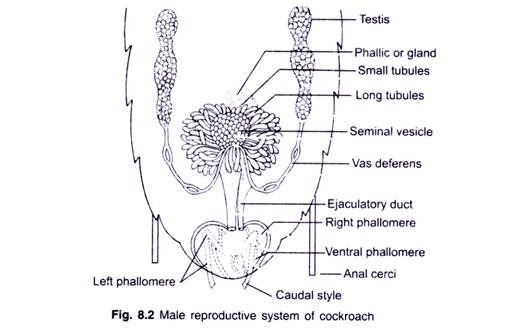 Draw A Neat Labelled Diagram Of Male Reproductive System Of Cockroach